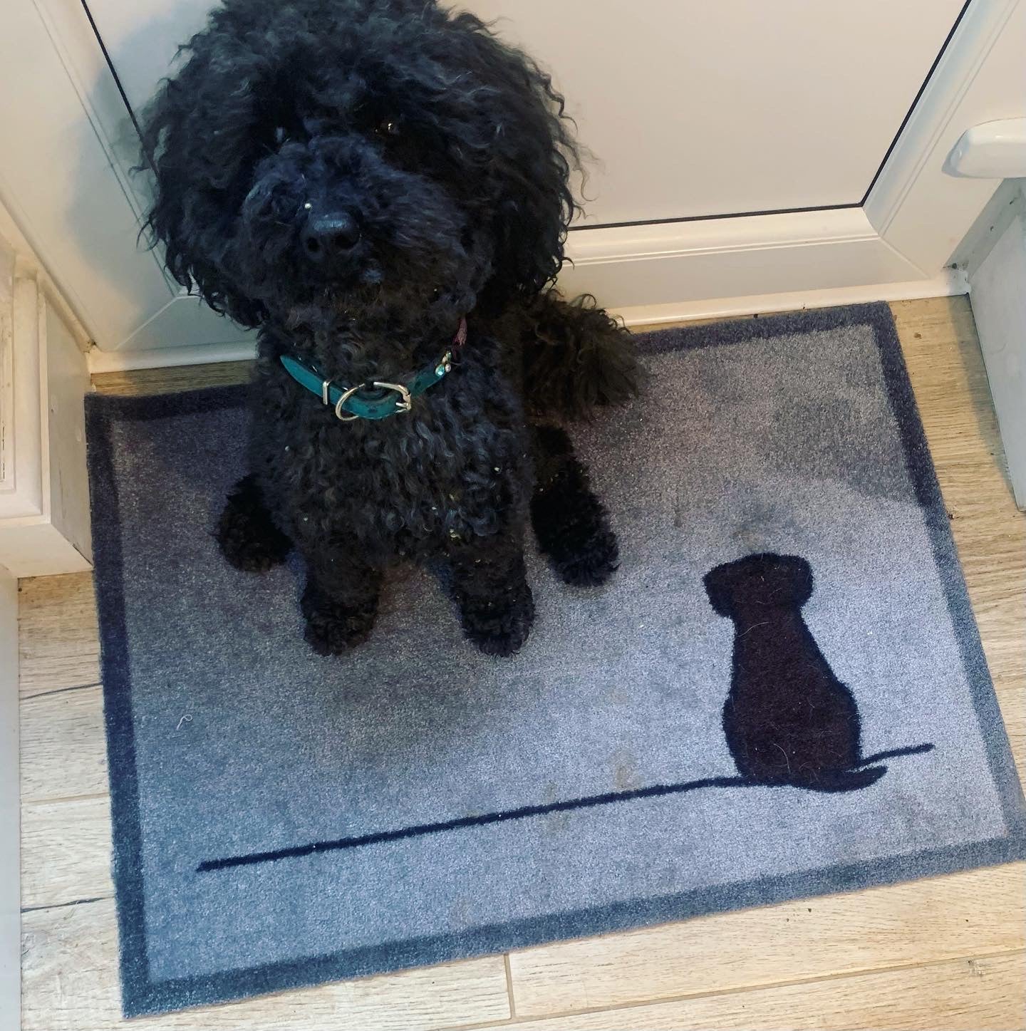 Loyal Gifts for Loyal Friends: 5 Thoughtful Gifts for Dog Lovers – Jin ...